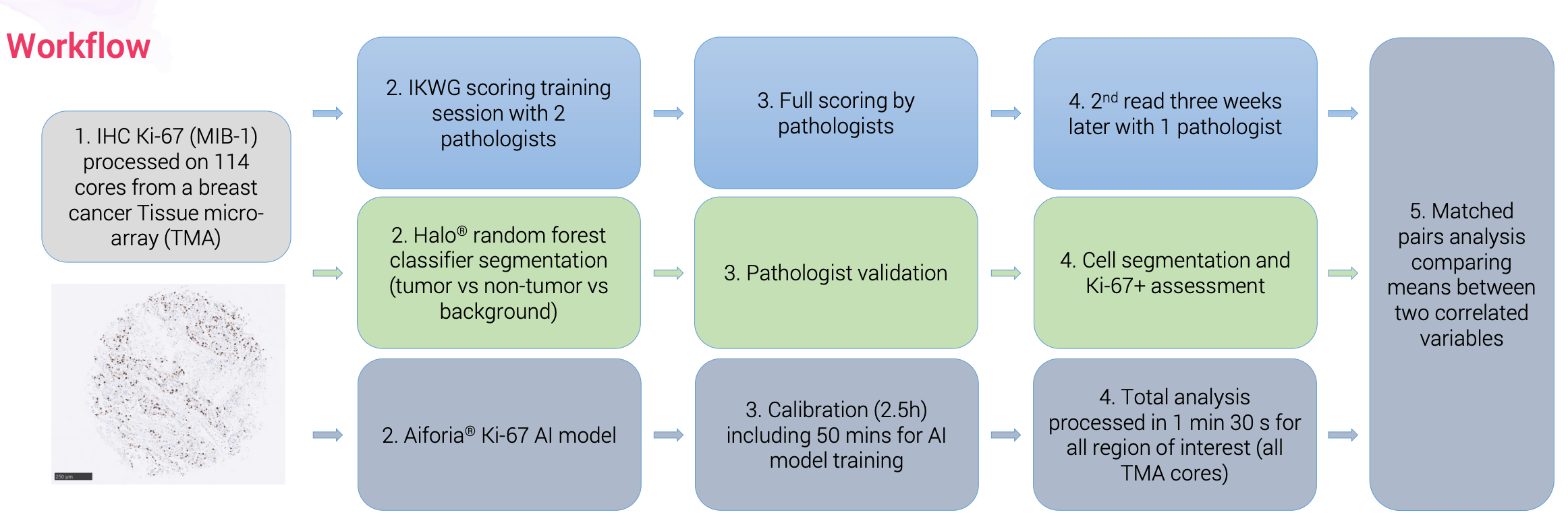 Cerba Research case study: utility of AI in Ki-67 scoring of breast cancer